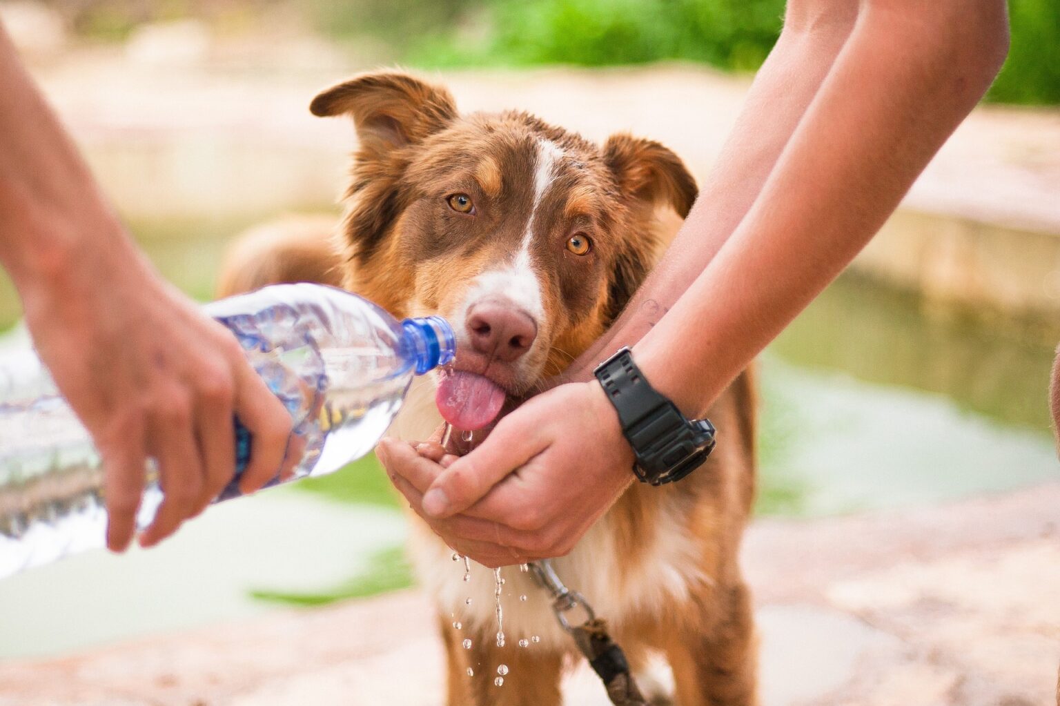 Physical Health Benefits of Pets - Pet Food Institute